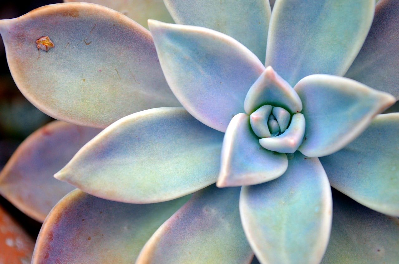 Wie pflanzt man Agaven? Wodurch zeichnet sich Yucca aus ...